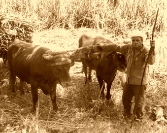 El de la yunta - Remembranzas